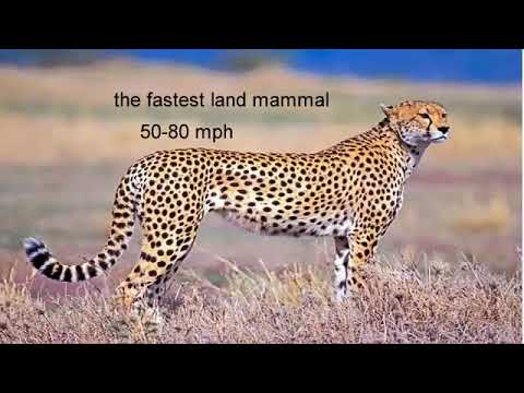cheetah meaning | Vocabulary for Kids | Children's Dictionary | Learn English Vocabulary