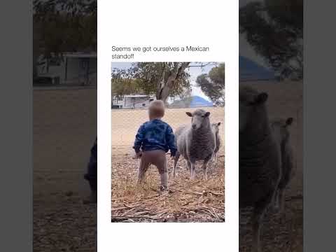 A classic Mexican standoff ππ€ π²π½ #Mexico #Standoff #West #Comedy #goats #cowboys #funny #memes
