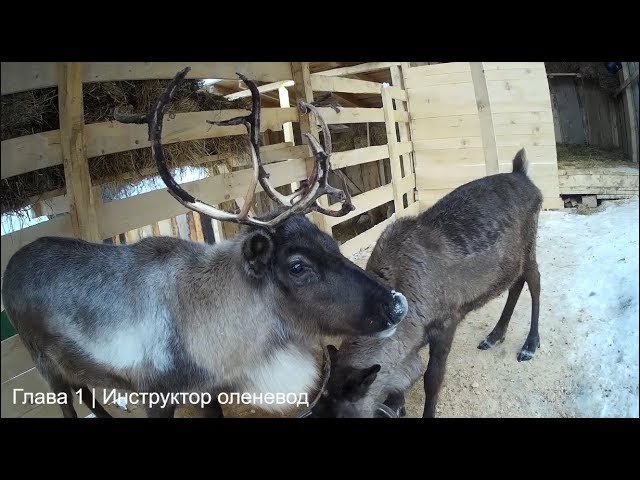 Оленья ферма – это всесезонный природный комплекс