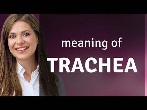 Trachea — TRACHEA definition