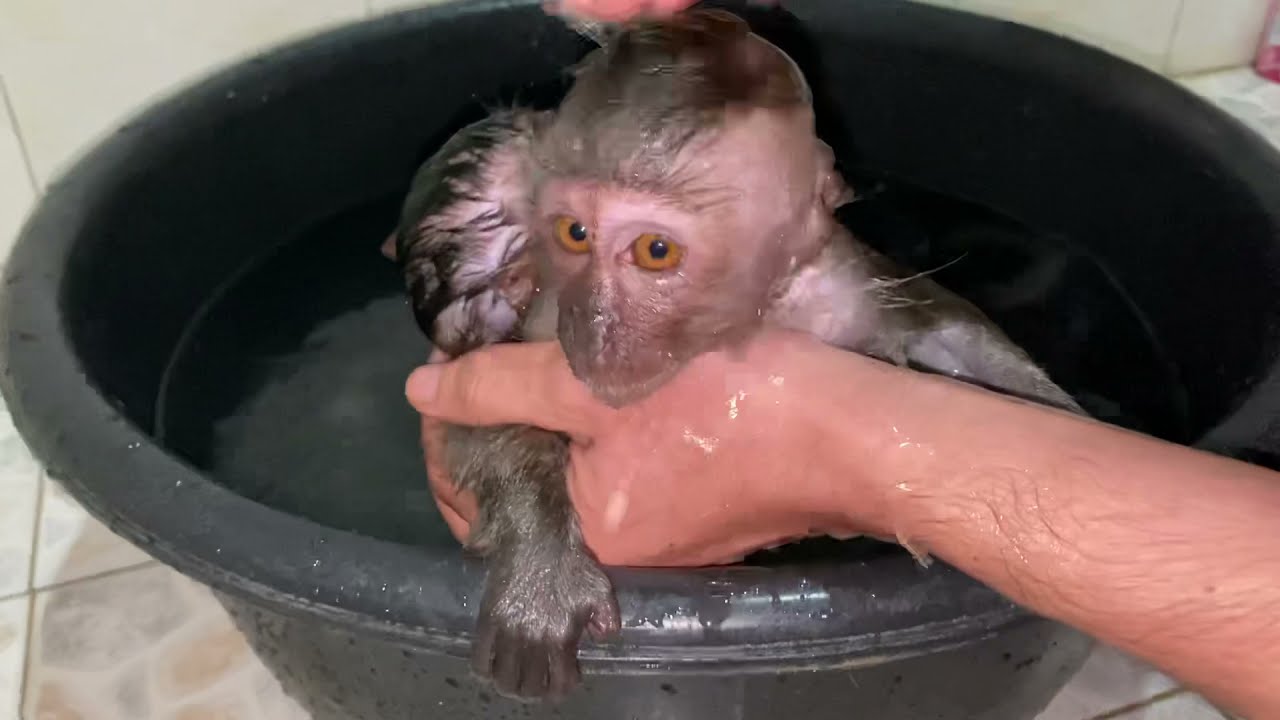 Baby Monkey Getting Bath With Cold Water