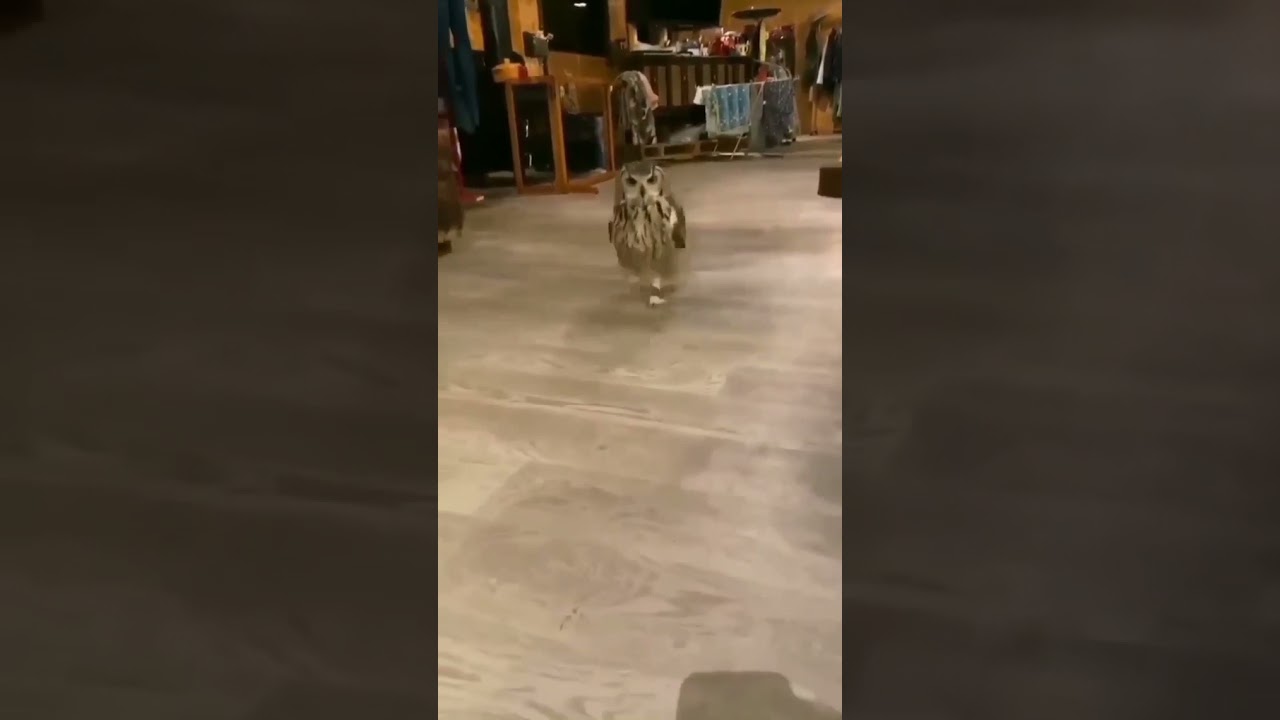 Adorably Funny Owl Running towards the Camera😂✨|| Owl || #shorts || Adorable Cuteness