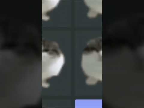 cat gif meme credit to discord and youtuber that create this #shorts
