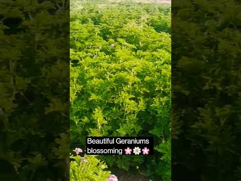 Our latest Rose Geranium gardens #rose #geranium #essentialoils #fragrance #farming #perfume
