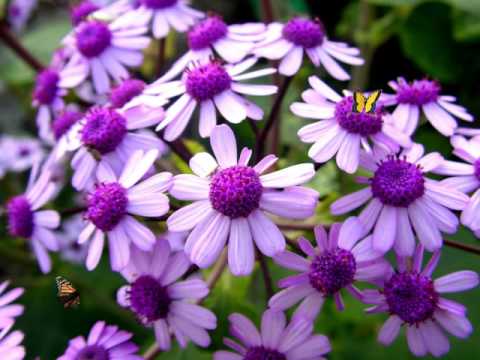 VIOLETAS | Tipos de flores