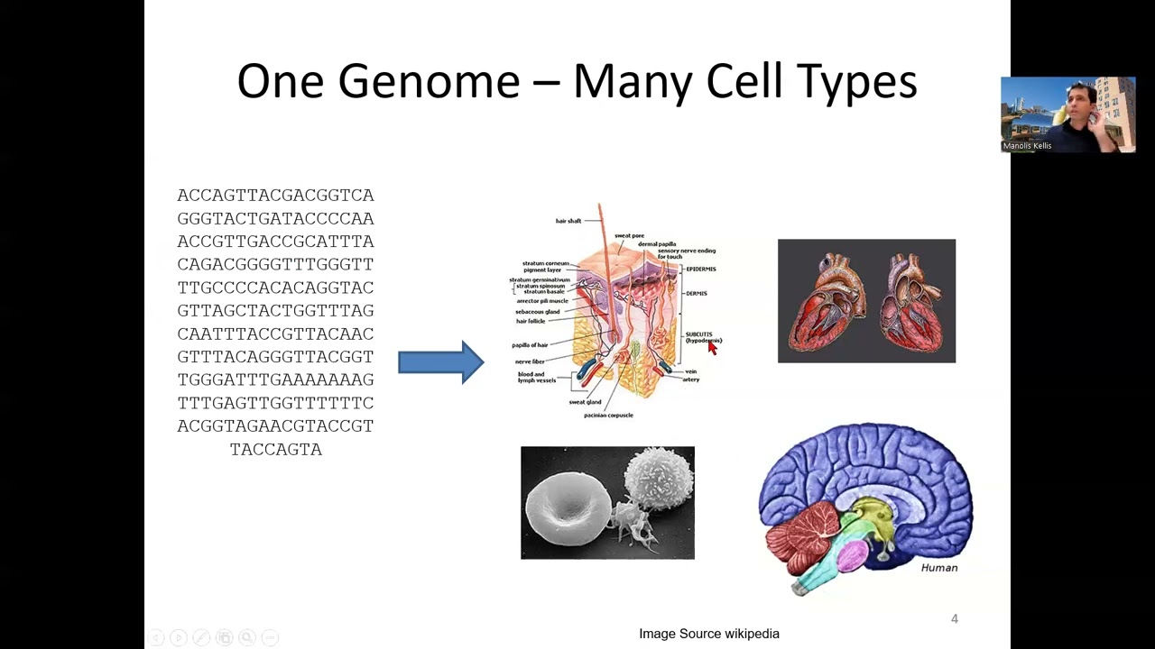 Lecture05 - Epigenomics, HMMs - MLCB24