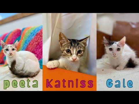 Cat for adoption - Katniss Hunger Games, a Domestic Short Hair Mix in ...