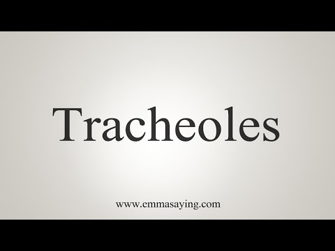 How To Say Tracheoles