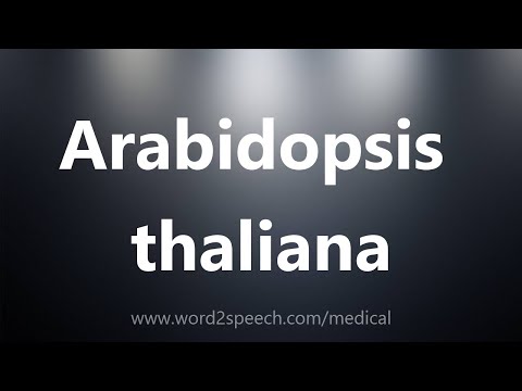 Arabidopsis thaliana - Medical Definition
