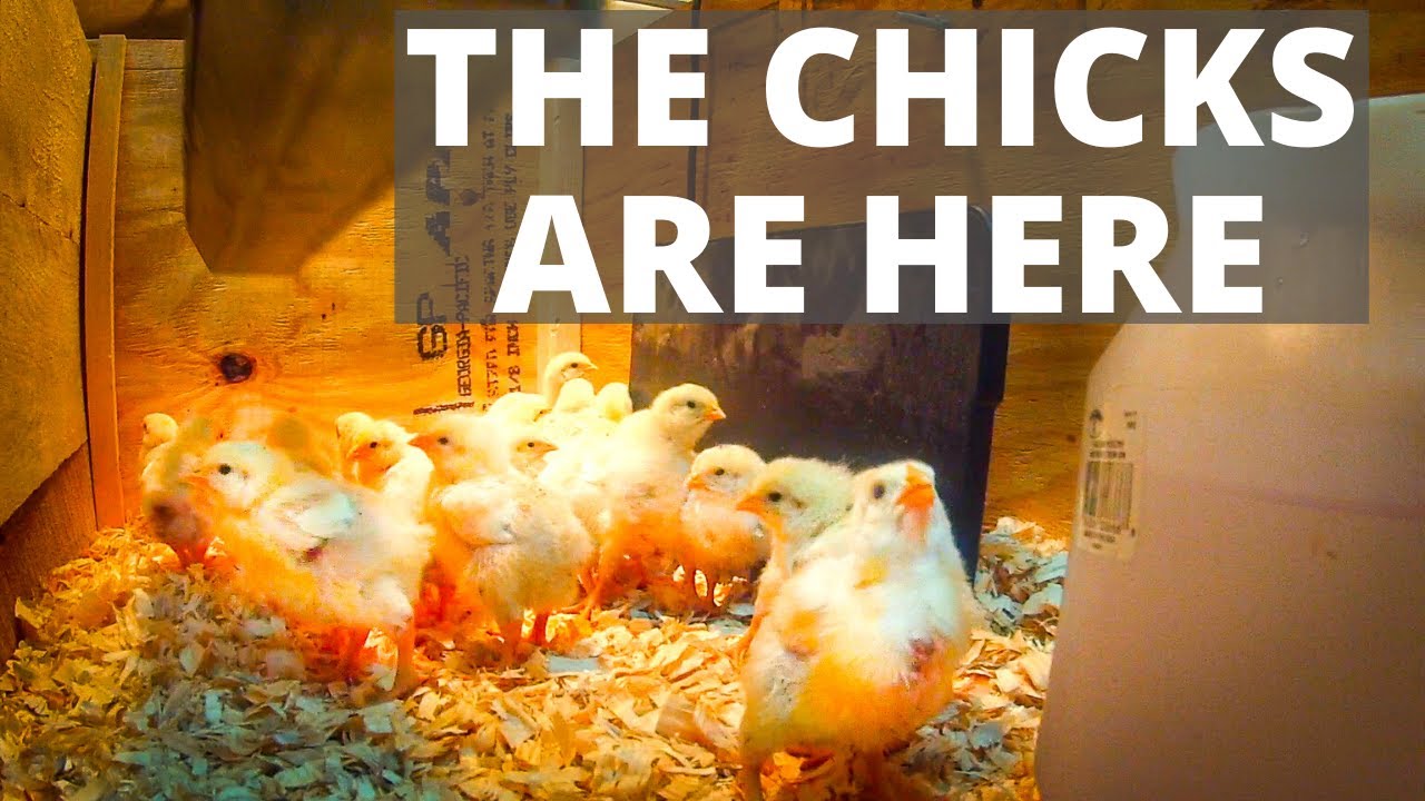 Our BABY CHICKS Are Here! || DIY Chick Brooder