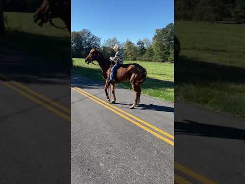 SAHARA - QH/ARABIAN - 14/15 YO - $675