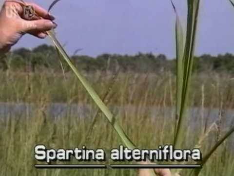 smooth cord grass / salt marsh cord grass (Spartina alterniflora)