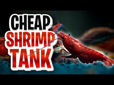 Cheap Shrimp Tank Setup For Beginners! (Walstad Method No Filter No Heater Tank For Cherry Shrimp)