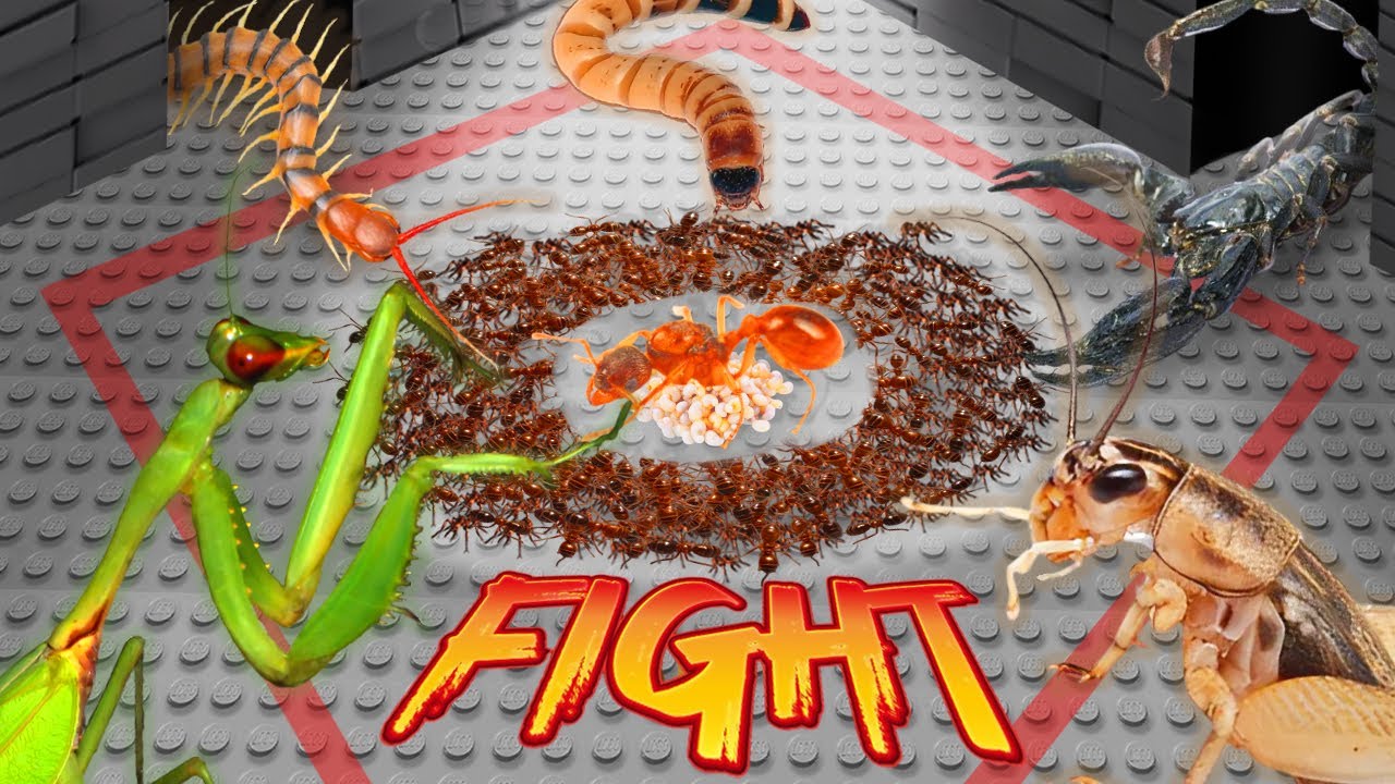 Survival Battle: The Ant Army vs 5 Terrifying Predators! 🐜😱ANTTREK