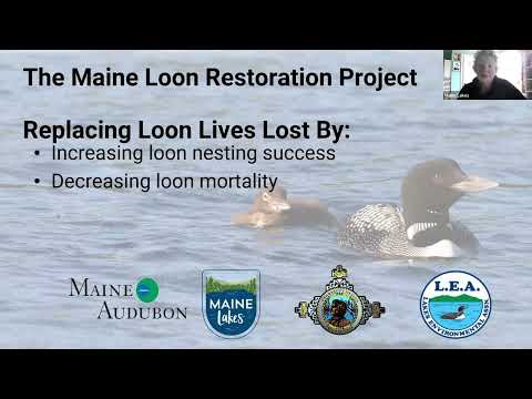 Look Out for Loons Informational Session, April 25, 2023 - Hosted by Maine Lakes