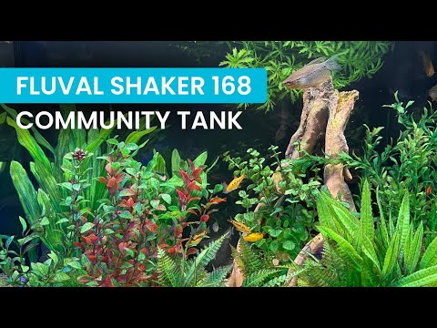 Fluval Shaker 168L: Perfect Community Aquarium Setup with Easy-to-Keep Fish! 🐠