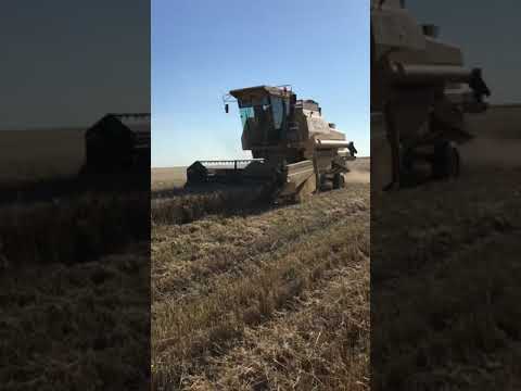 New holland 8040 recoltat grâu 2018