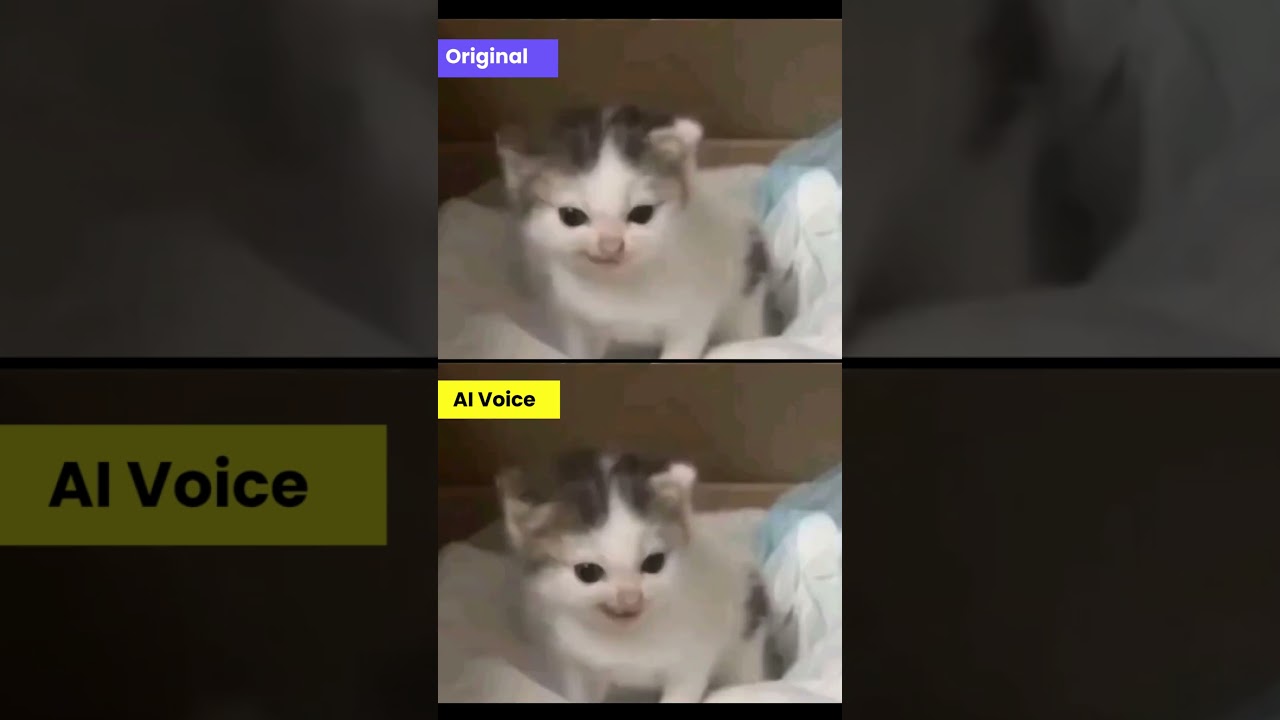 Angry German cat meme #shorts