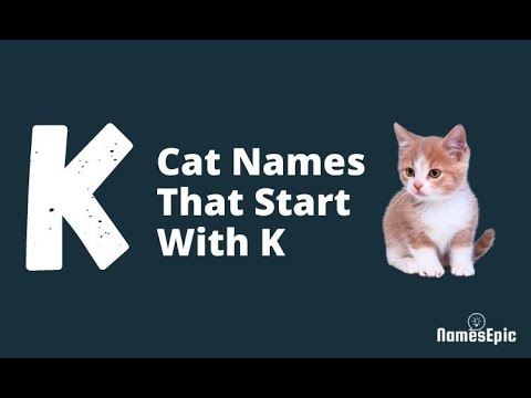 20 Best Cat Names That Start With K | Male and Female Cute Cat Names