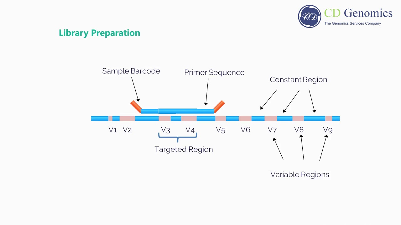What Is 16s rRNA sequencing?