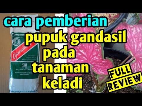 Cara Pemberian Pupuk Pupuk Gandasil Pada Keladi