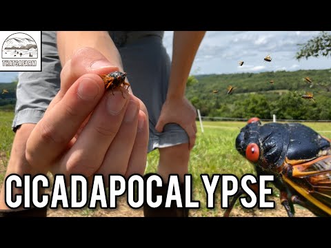 What You Can Do With Cicadas
