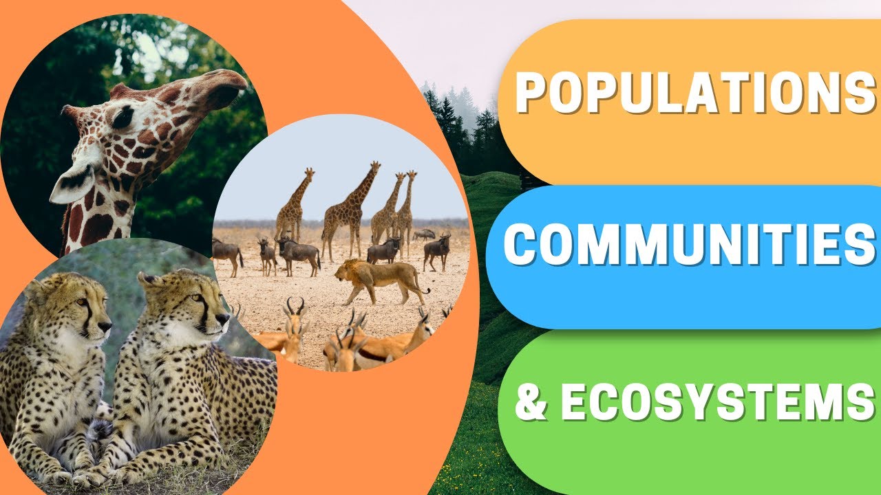 Ecosystem And Difference Between Population And Community