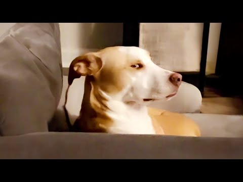 CEO of side eye 🐶 Funny Dogs Video 2023🤣 You laugh you lose