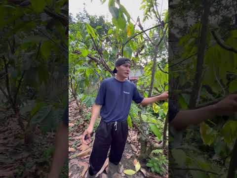 Cuánto dinero es una hectárea de cacao #cacao