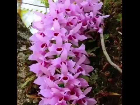 Monkey face variety orchids!!!