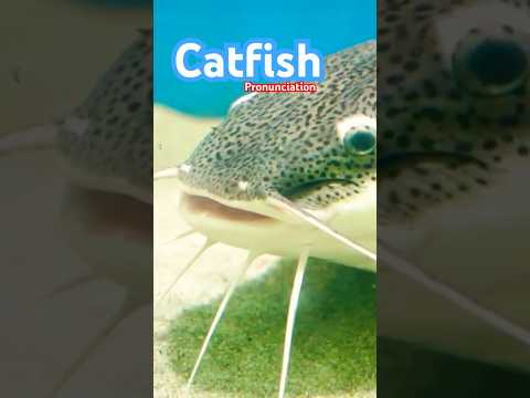 π Catfish Pronunciation π What is a Catfish? What are Catfish? #catfish #fishnames #english #esl
