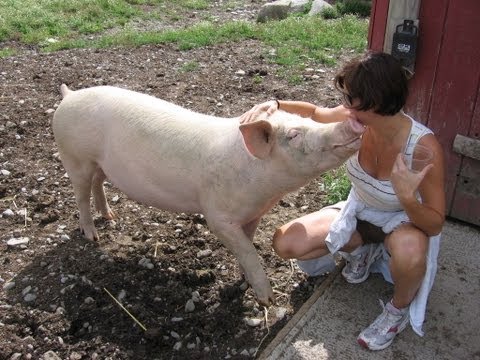 Factory Farming: Part 1 (of 4)
