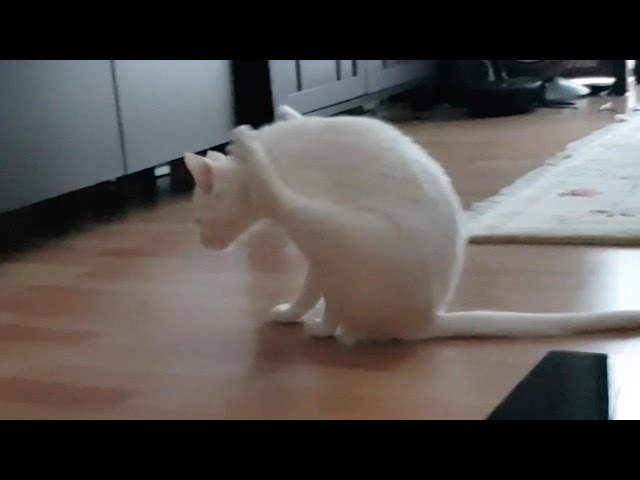 Video. Gatito se hace viral por su peculiar manera de rascarse