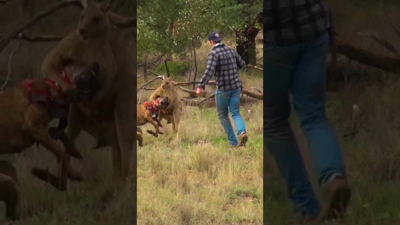 Pet Parent Rescues Pup From Kangaroo Fight!