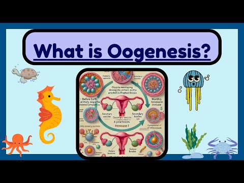 What is Oogenesis? Formation of Eggs in Females Explained | Novice Medic