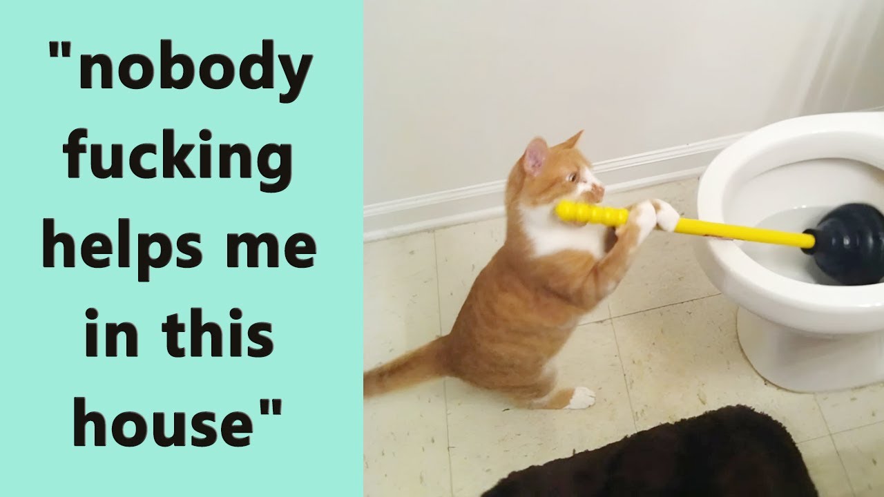 50 Hilarious Cat Posts on Tumblr That Will Make You Laugh Out Loud