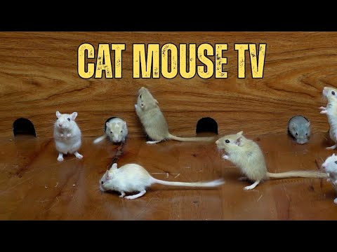 Cat TV πΎ Mice Hide & Seek and Chase Fun | 8 Hours of 4K 60FPS | Games for cats to watch