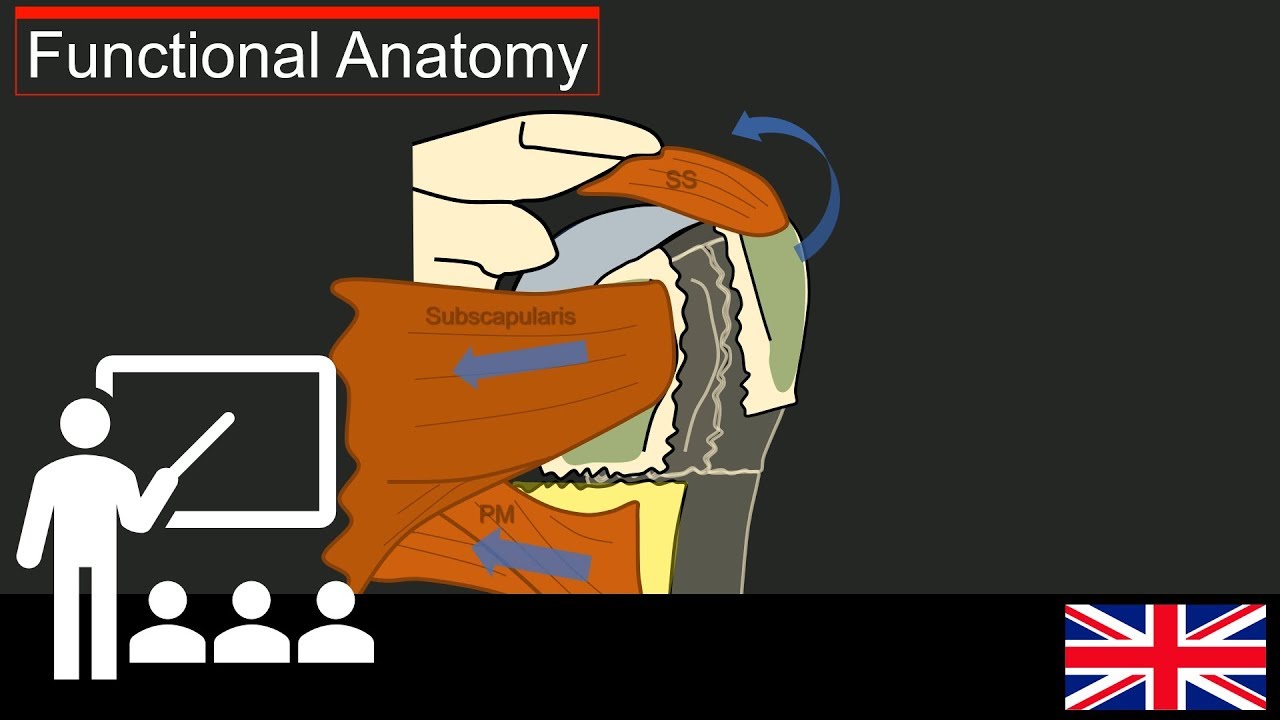 Trailer Lectures: Understanding proximal humerus fractures.