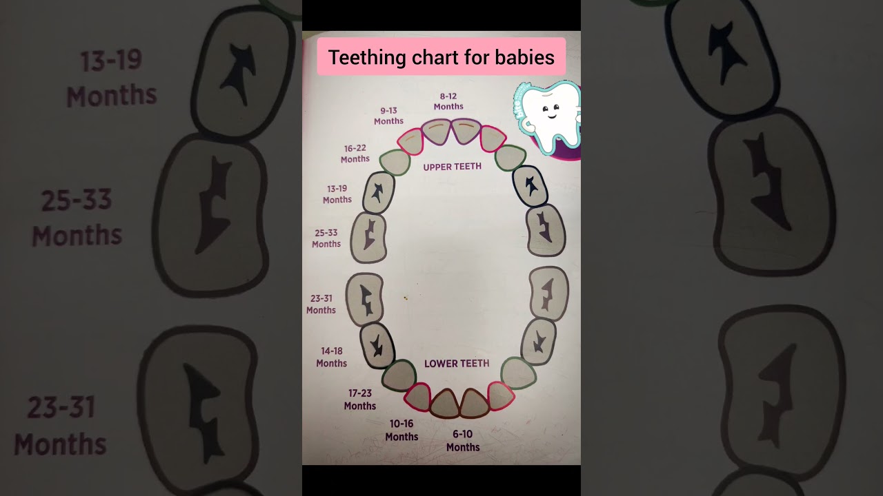 Must-Have Teething Chart for your baby! #shorts #ytshorts