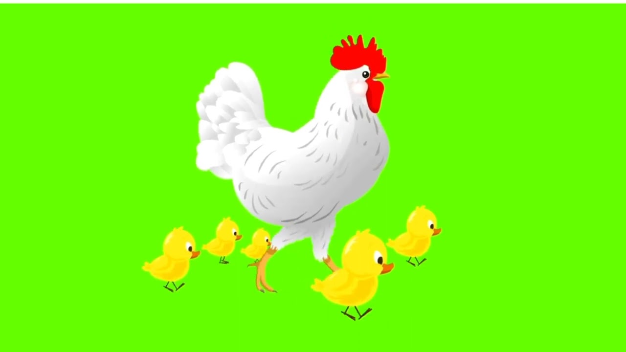 Hen and chicken walking green screen-,fat chicken walking animated green screen