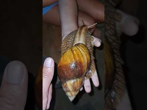 Giant African Land Snail