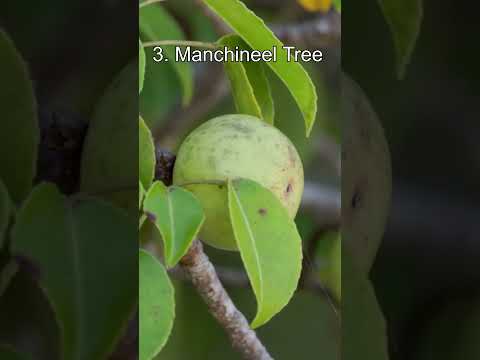 Top 5 Most Painful Plants #shorts