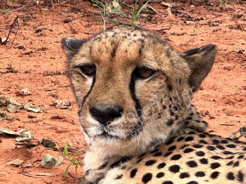Walking with cheetah in Livingstone, Zambia