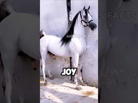The Majestic Arabian Horse: 4,500 Years of Strength and Beauty #facts #arabianhorse #horselovers