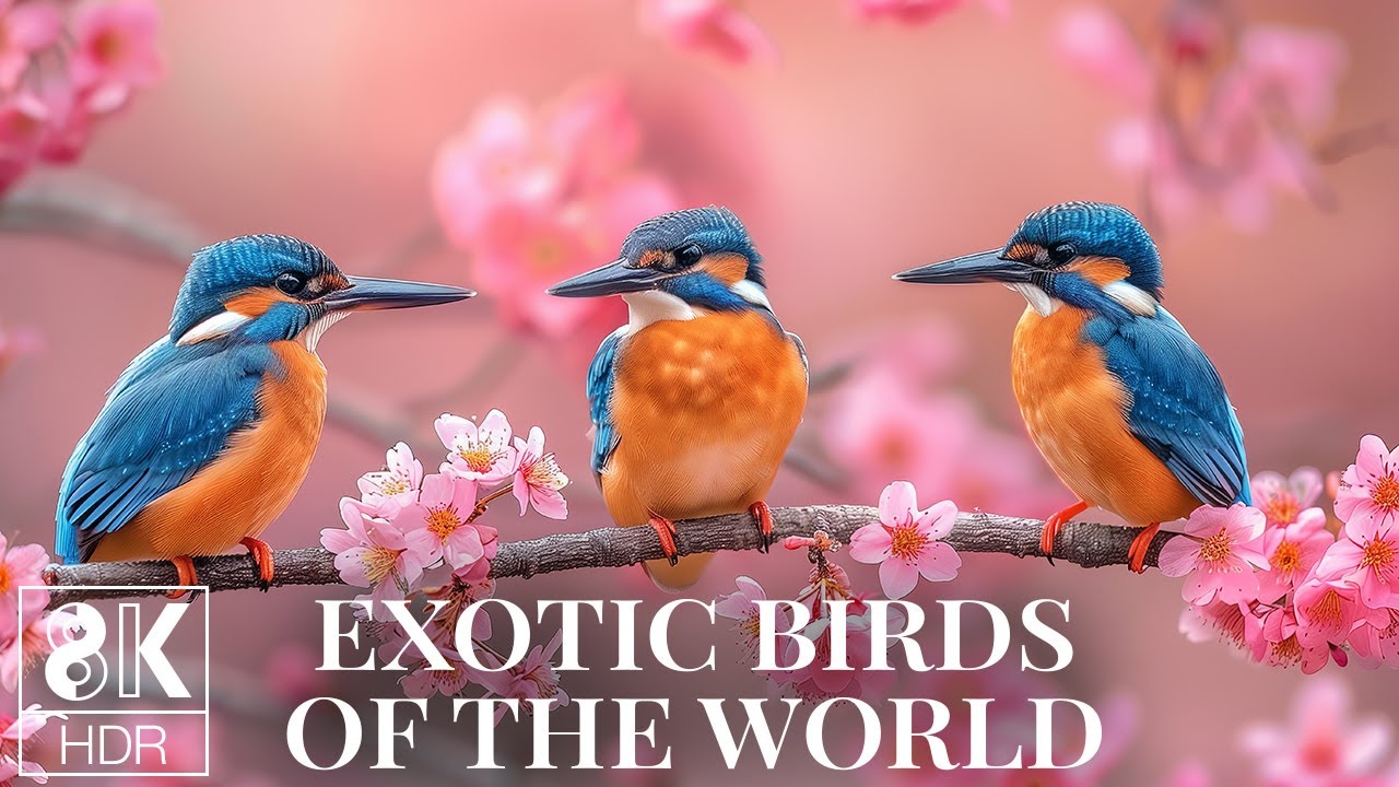 Stunning Exotic Birds from Around the World in 8K HDR - Wallpaper Slideshow for TVs