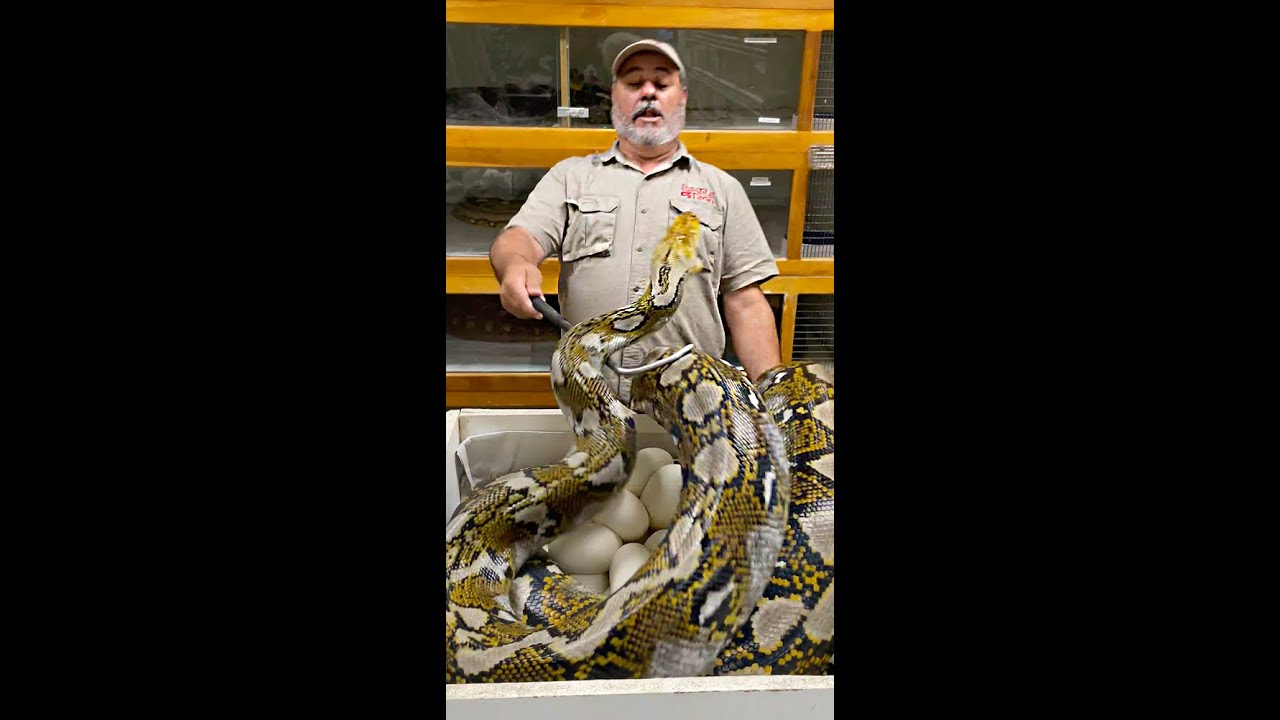 DODGING ANGRY PYTHON STRIKES😅