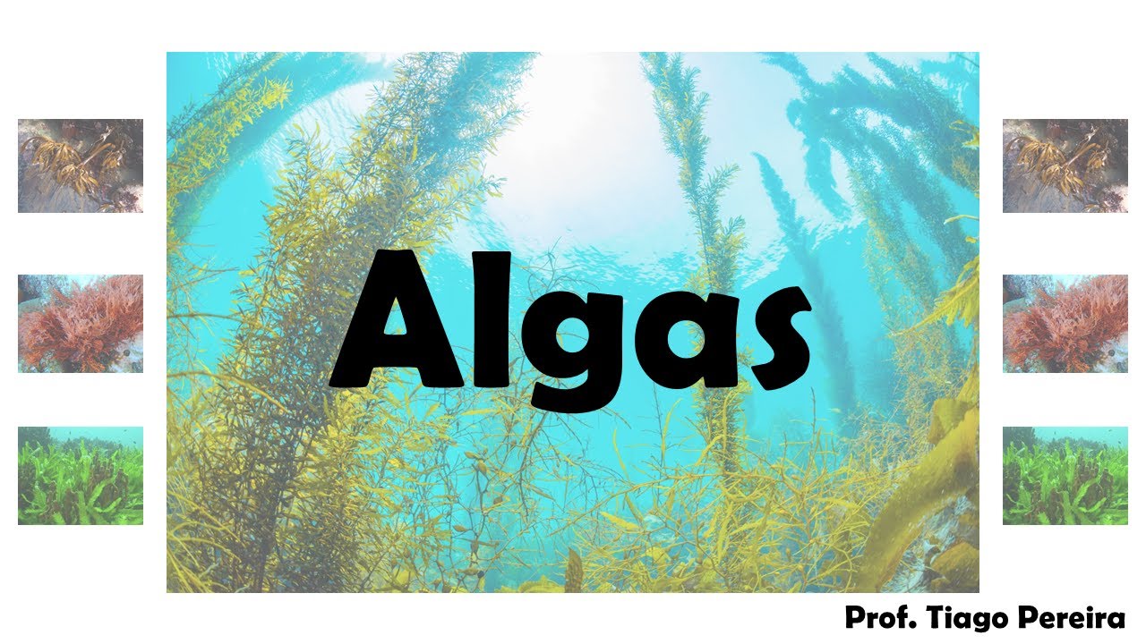 Algas | Paródia da música Carla (LS Jack) - Prof. Tiago Pereira
