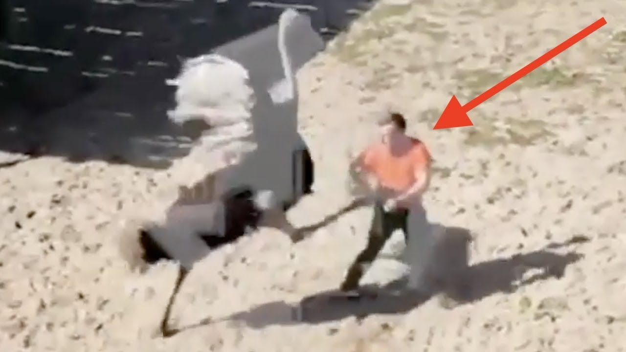 When Ostriches Attack