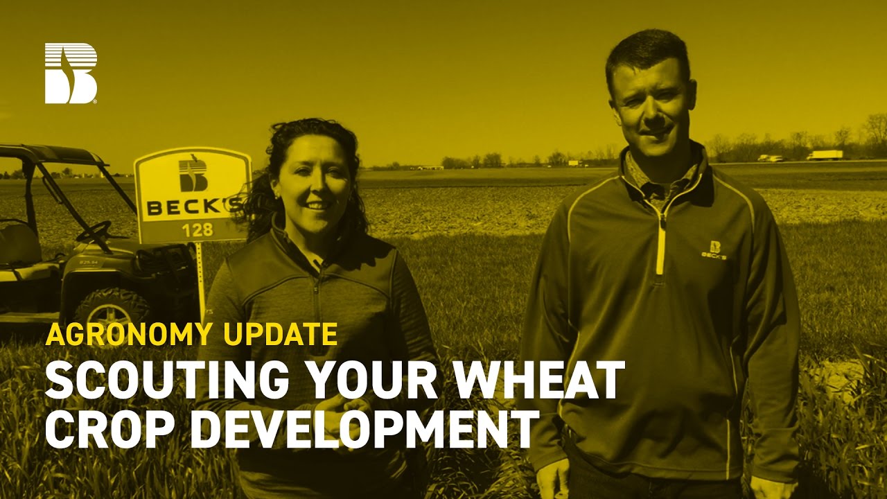 Scouting Your Wheat Crop Development | Beck's Agronomy Update