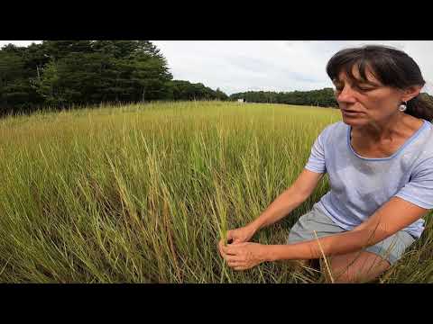 Low Marsh Zone Spartina alterniflora